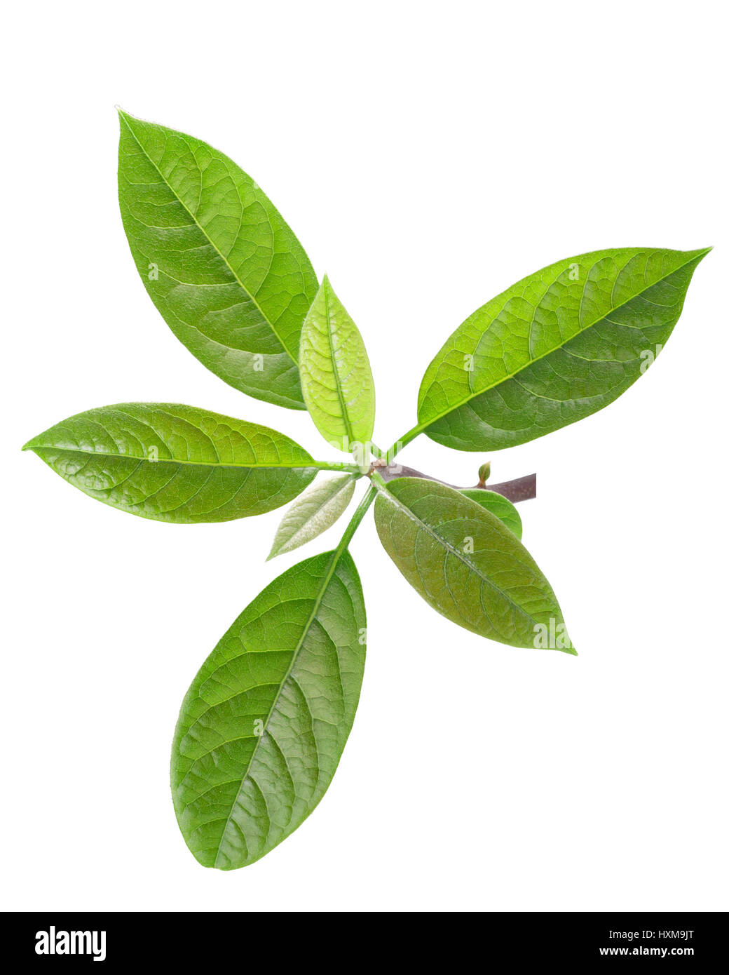 Persea leaves hi-res stock photography and images - Alamy