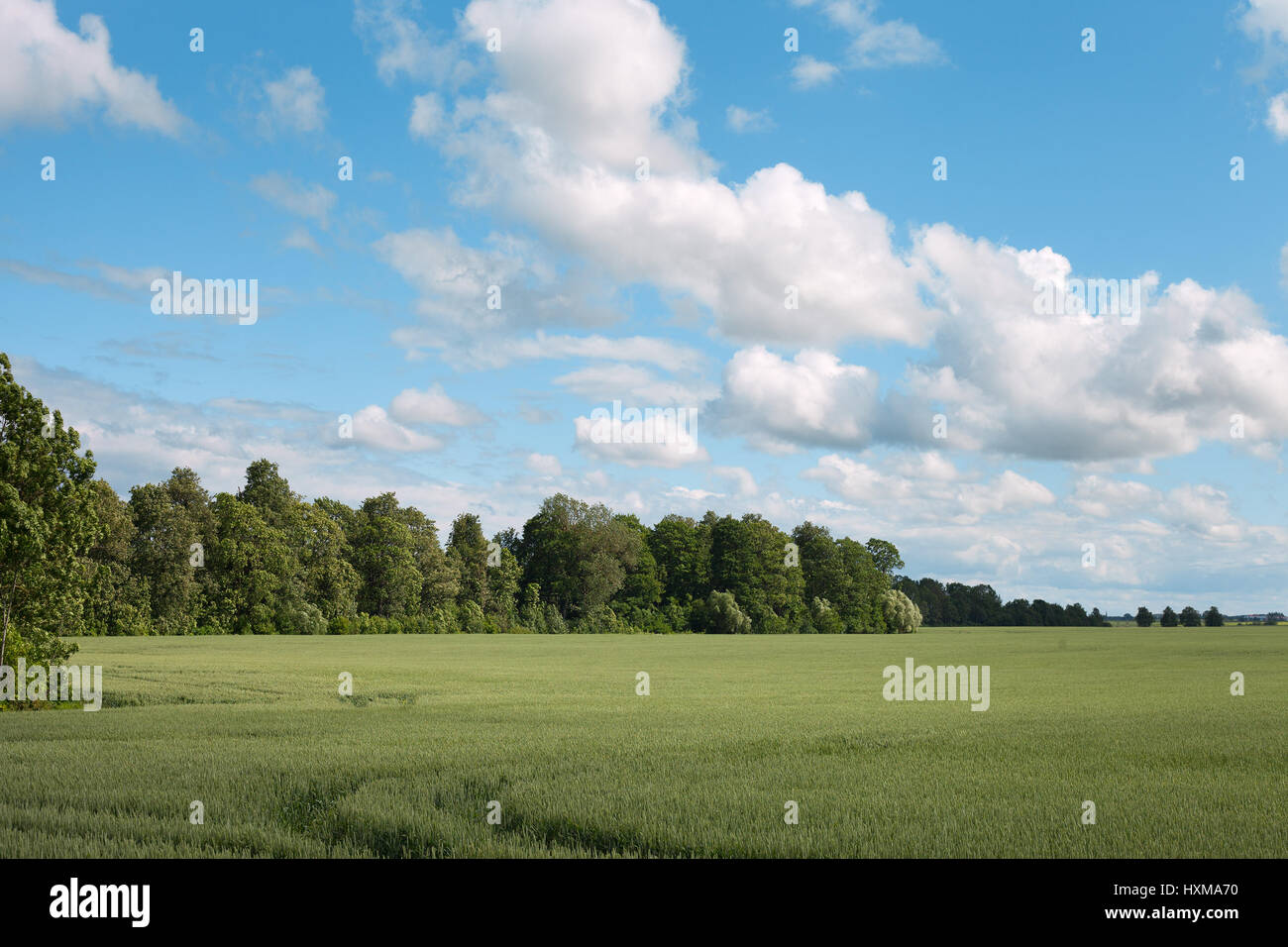 Green wheat field in nice summer day Stock Photo - Alamy