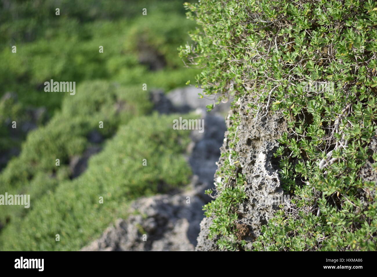 Bushes on a cliffside Stock Photo - Alamy