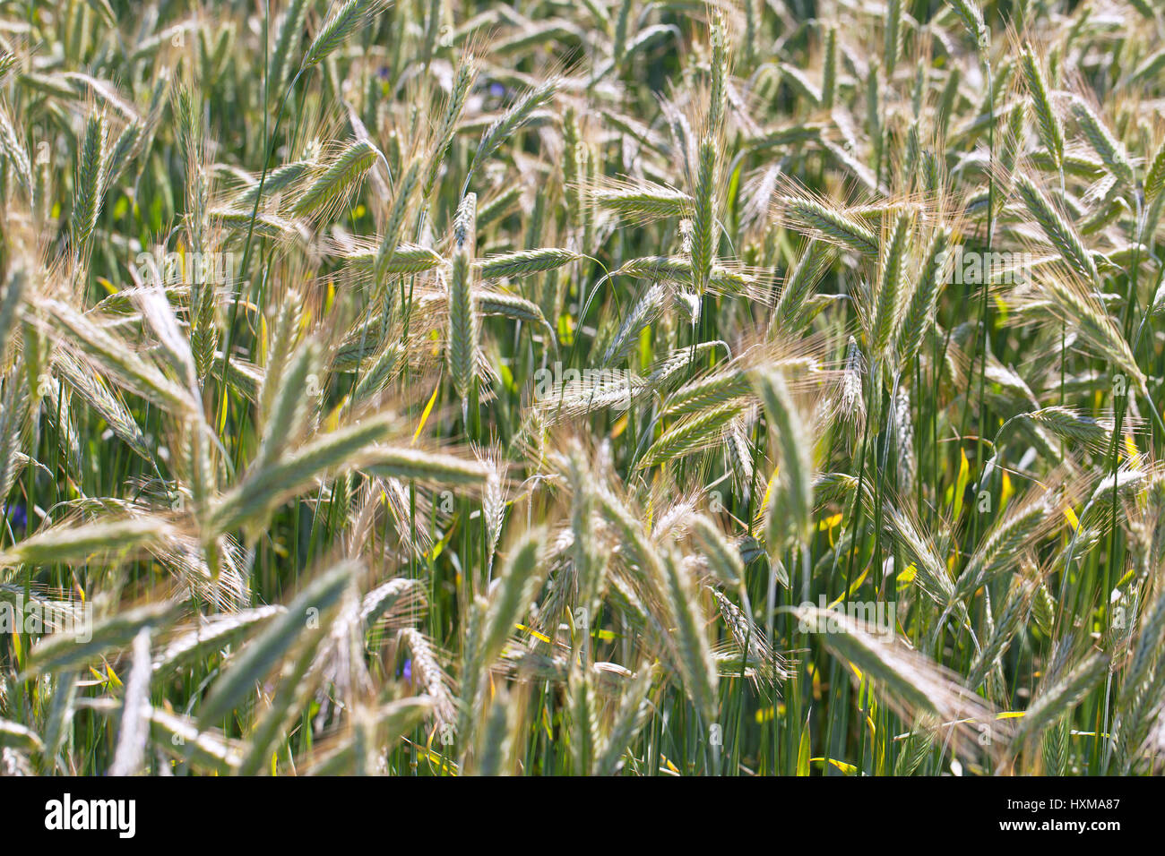 Sunshine in rye field Stock Photo - Alamy