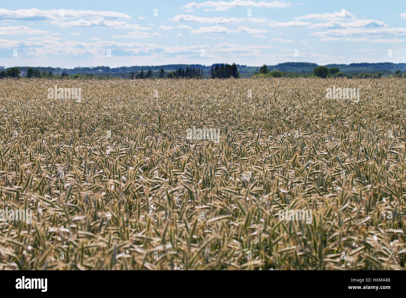 Nice day in rye field Stock Photo - Alamy