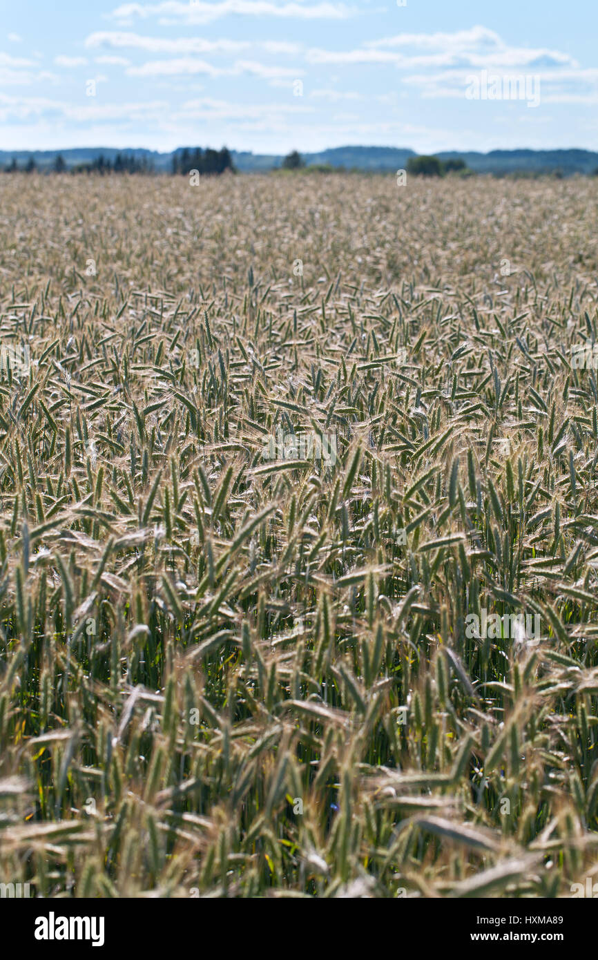 Nice day in rye field Stock Photo - Alamy