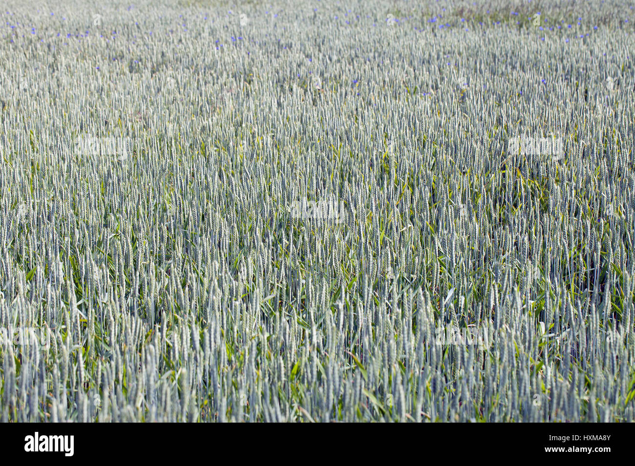 Good wheat in plain field Stock Photo - Alamy