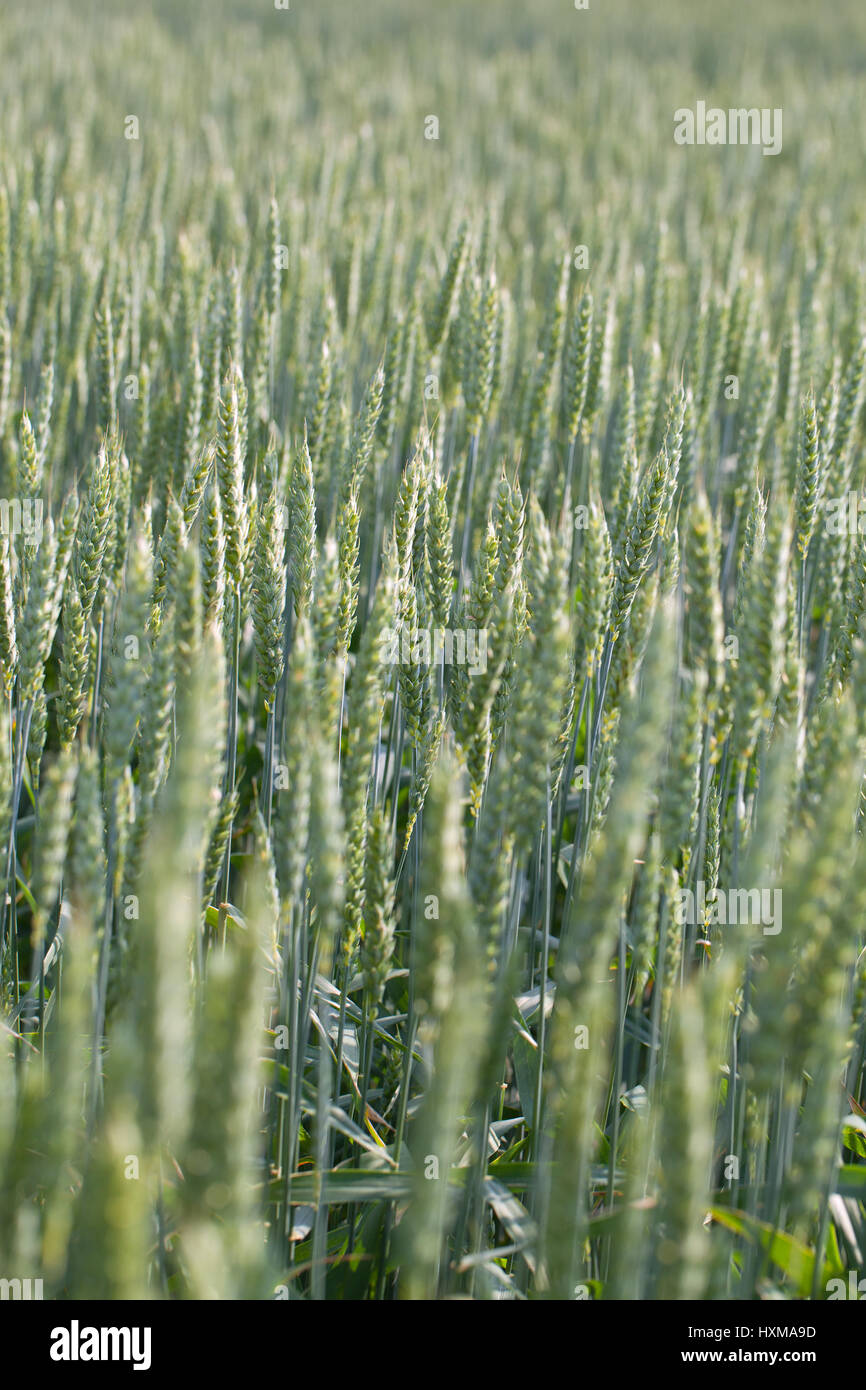 Good wheat in plain field Stock Photo - Alamy