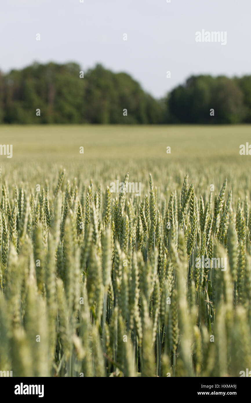 Wheat in plain field Stock Photo - Alamy