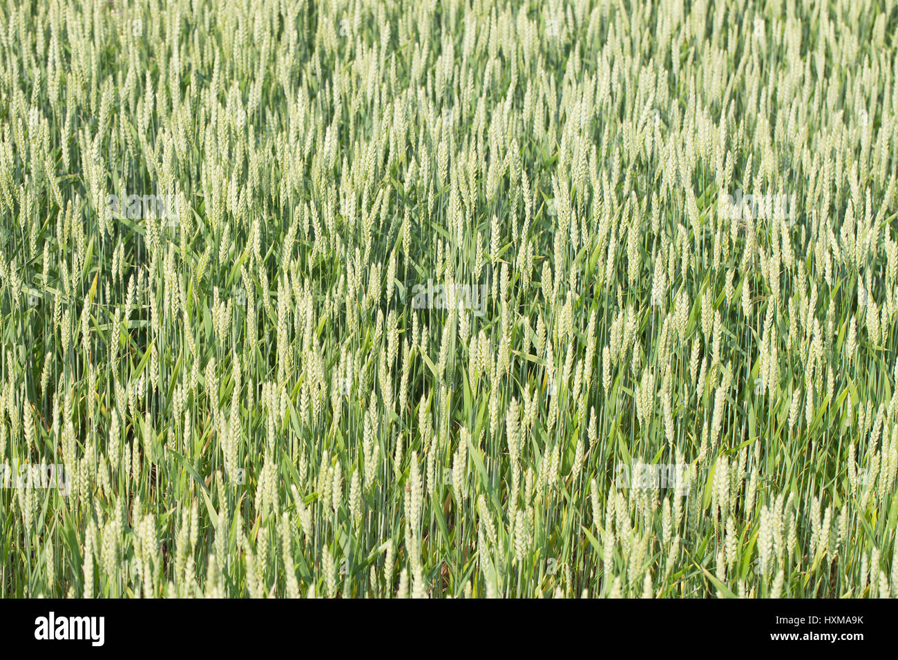 Good wheat in plain field Stock Photo - Alamy