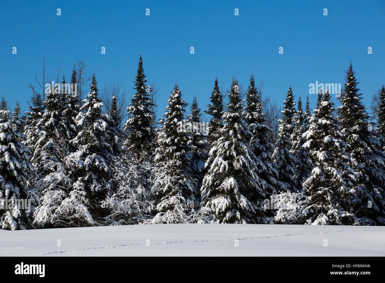 Snow covered forest, Eastern Townships, Frost Village, Quebec, Canada ...