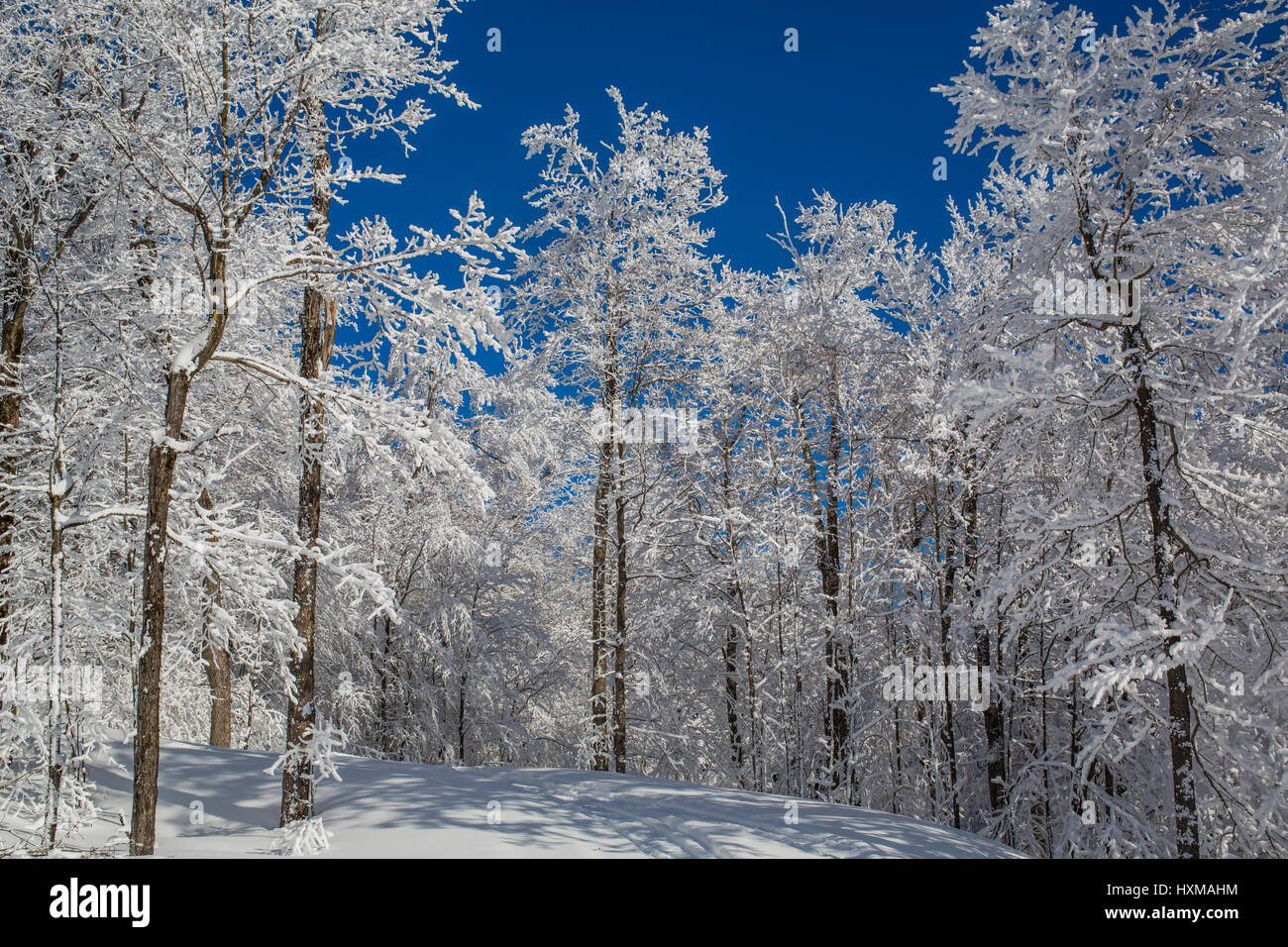 Snow covered forest, Eastern Townships, Shefford, Quebec, Canada Stock ...