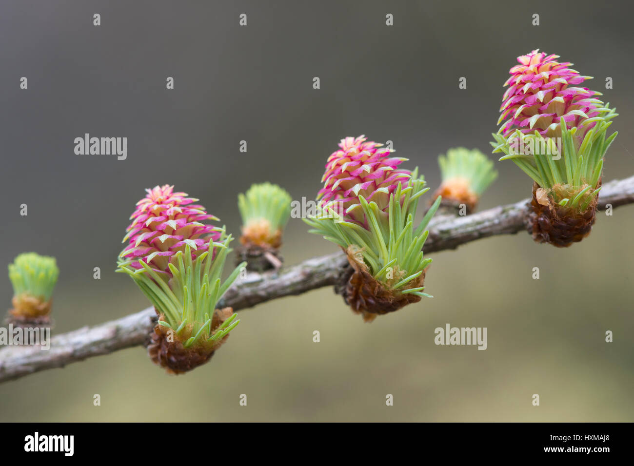 Female Larch Larix Decidua Flowers High Resolution Stock Photography ...