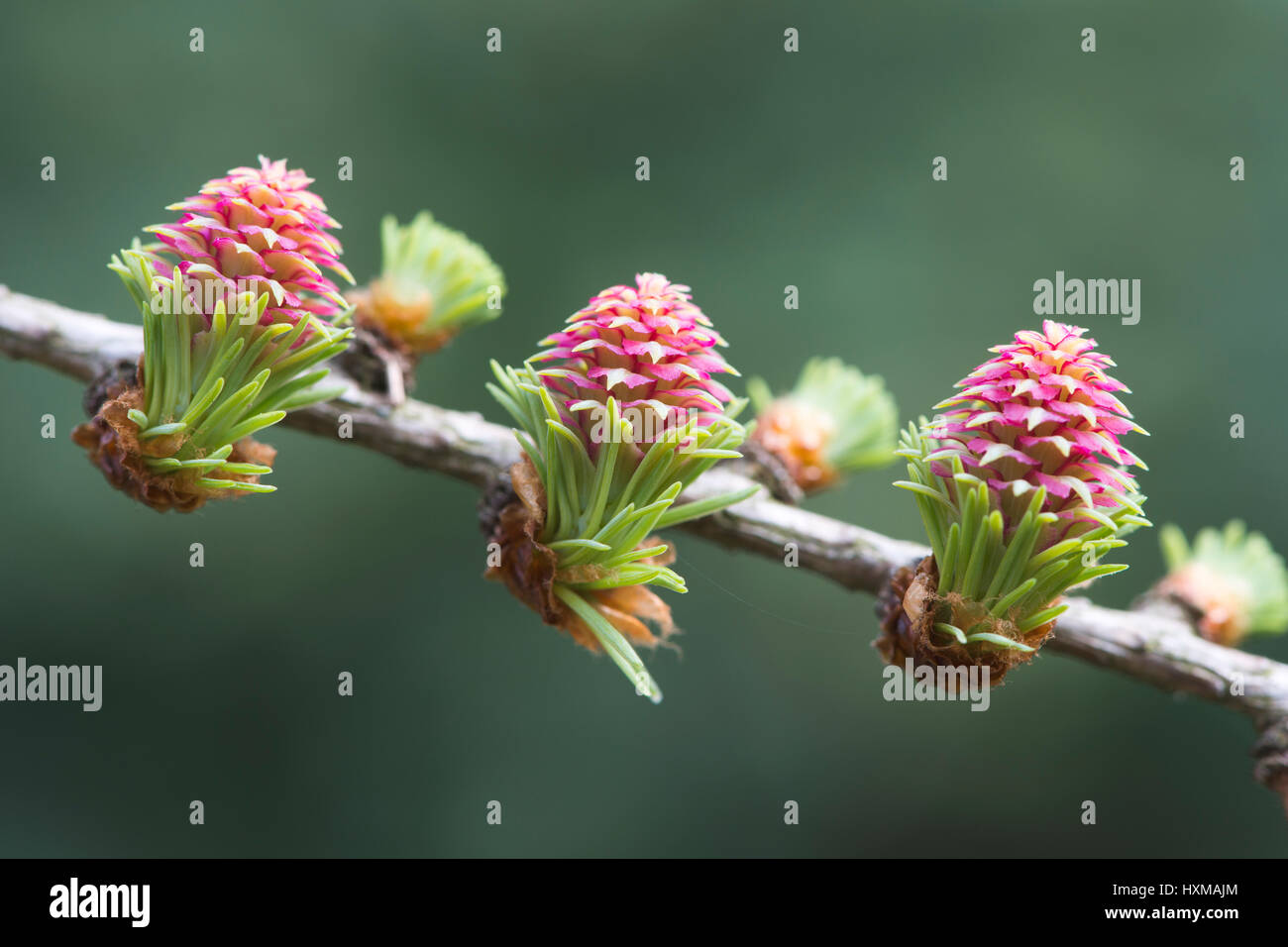 Female larch larix decidua flowers hi-res stock photography and images ...