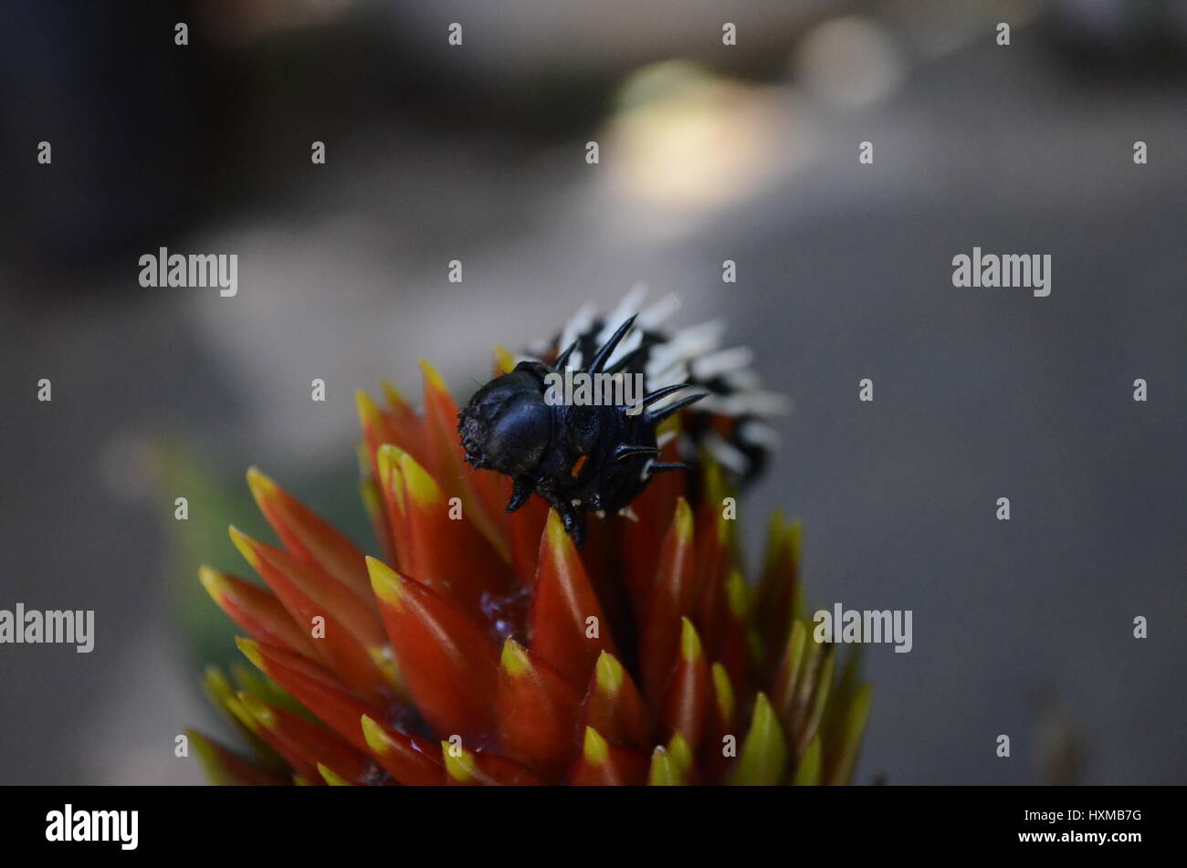 Bunaea alcinoe caterpillar Stock Photo - Alamy
