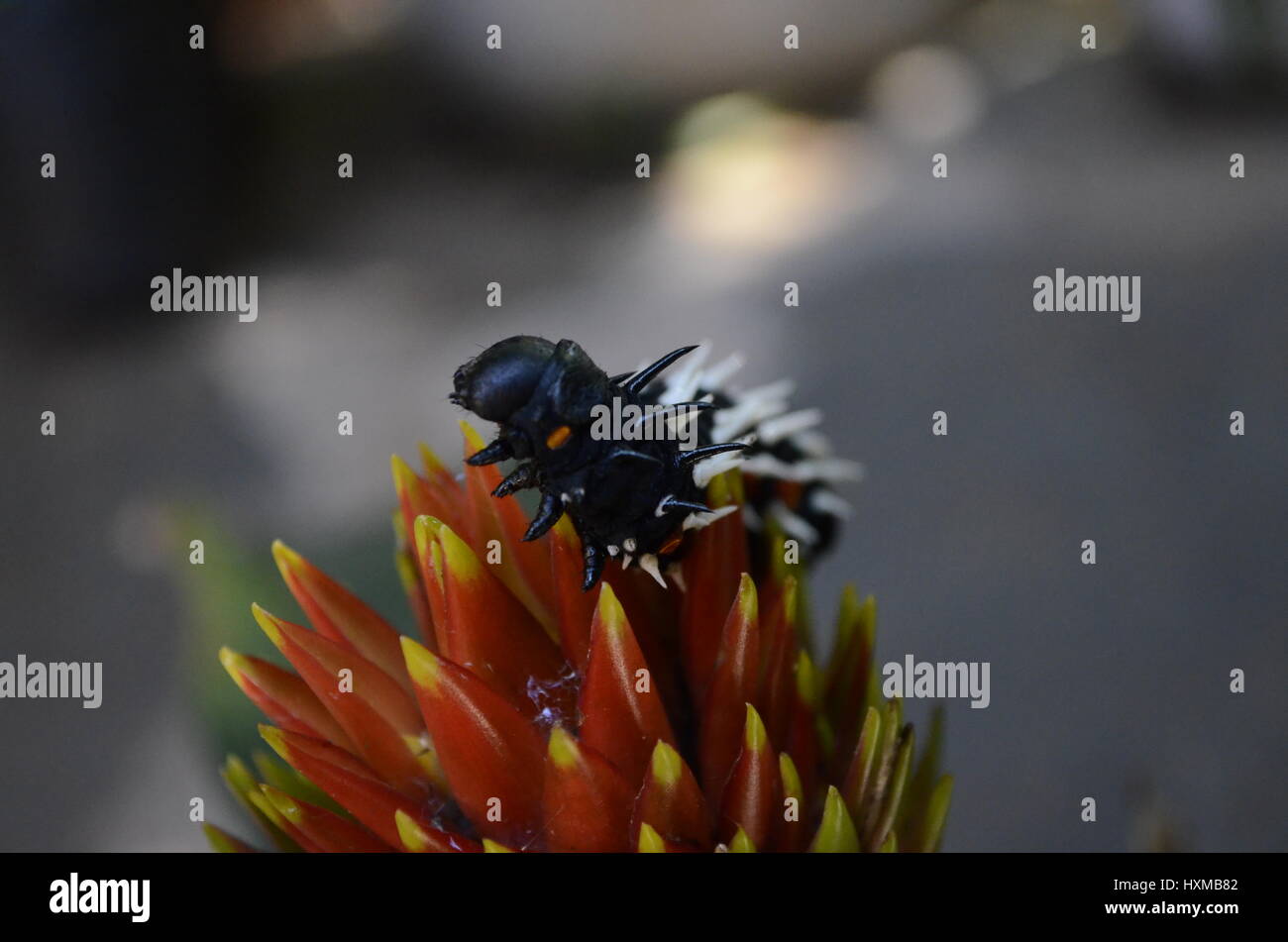 Bunaea alcinoe caterpillar Stock Photo - Alamy