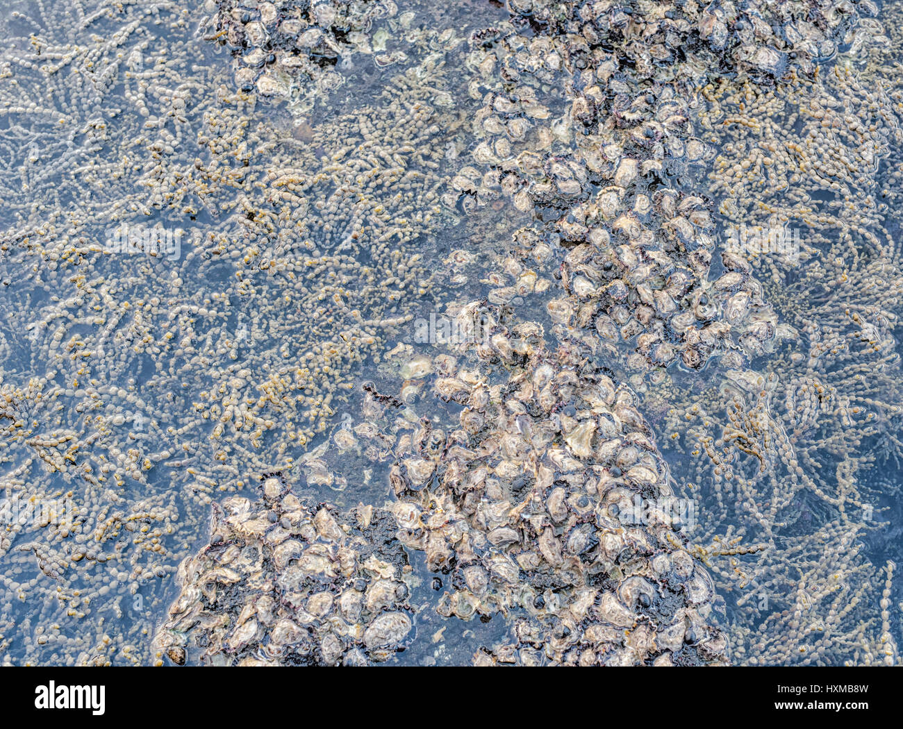 Oyster and seaweed background Stock Photo - Alamy