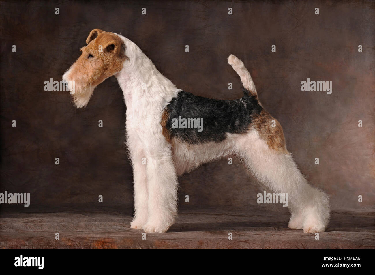 The Fox Terrier Dog Stock Photo - Alamy