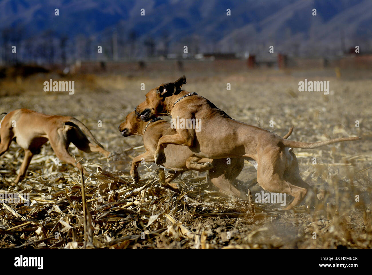 Selective focus rhodesian ridgeback hi-res stock photography and images ...