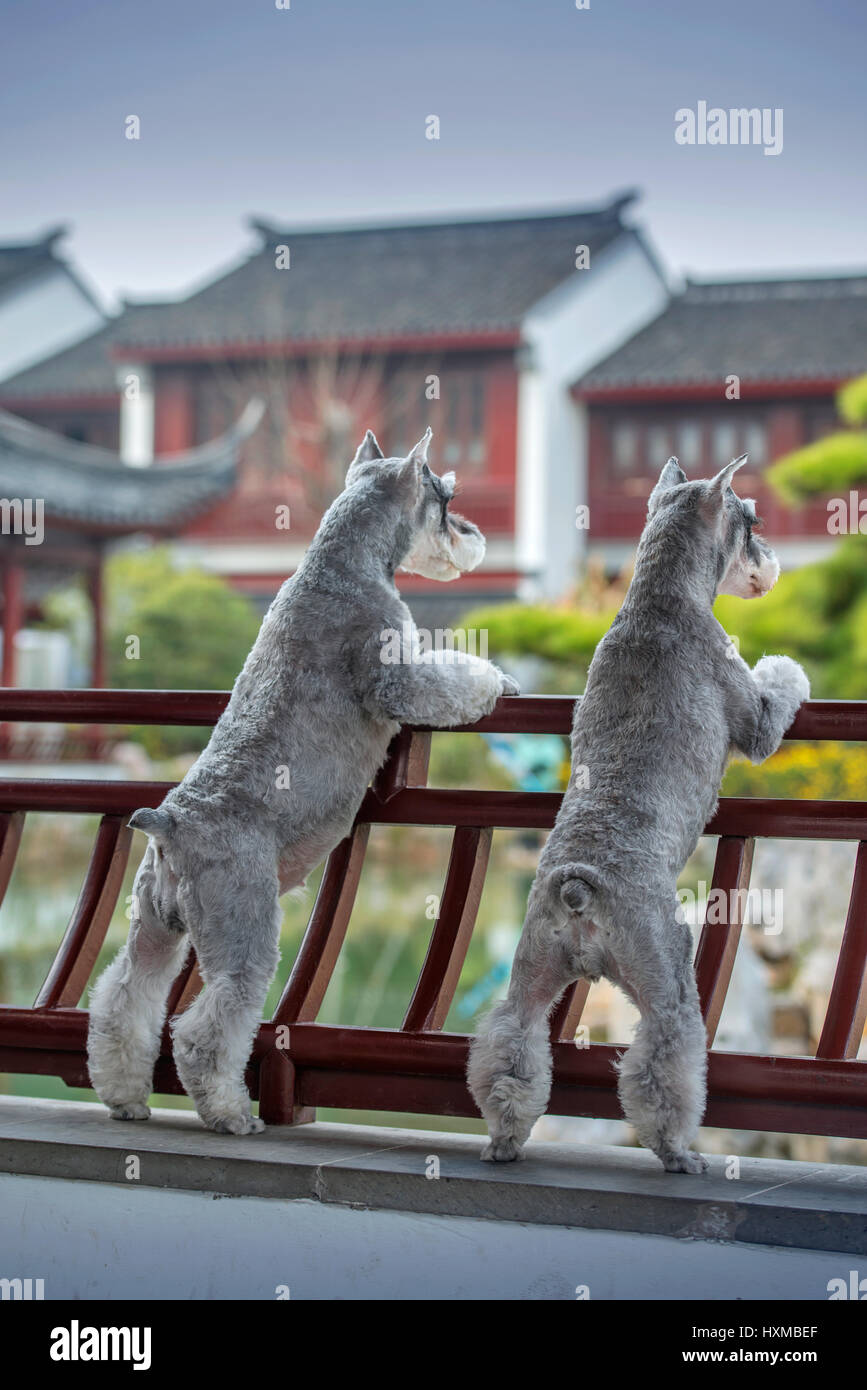 Rear view schnauzer hi-res stock photography and images - Alamy