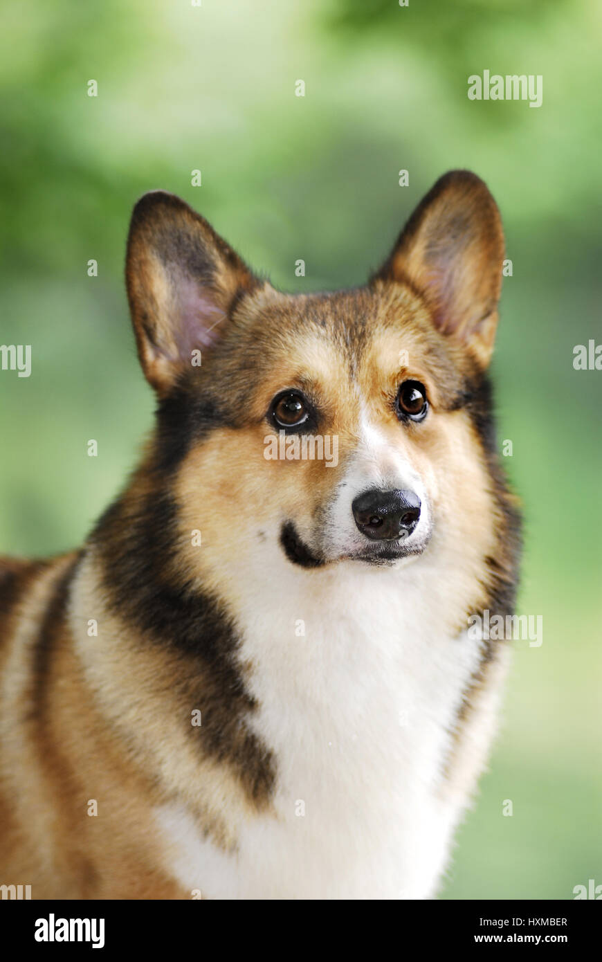 Peng Welsh Ke Jiquan Bullock Stock Photo - Alamy