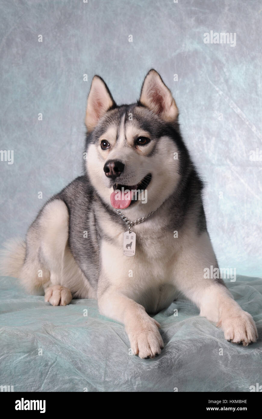 Vertical shot cute husky hi-res stock photography and images - Alamy