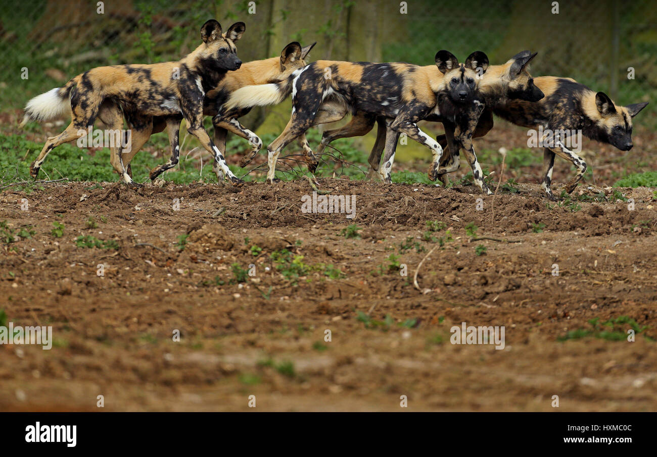 A group of five endangered African hunting dogs explore their new ...