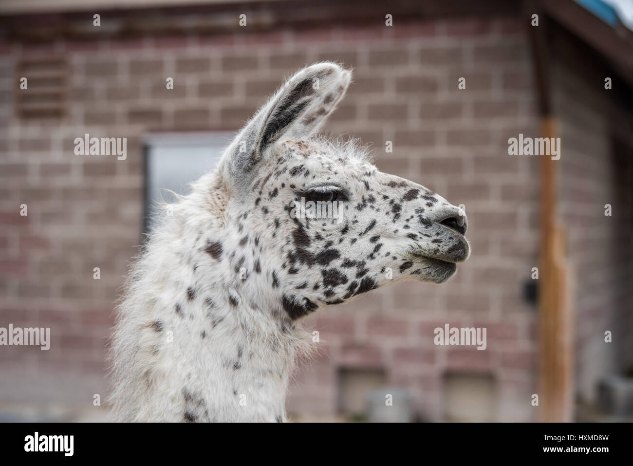White Llama Ears High Resolution Stock Photography and Images - Alamy