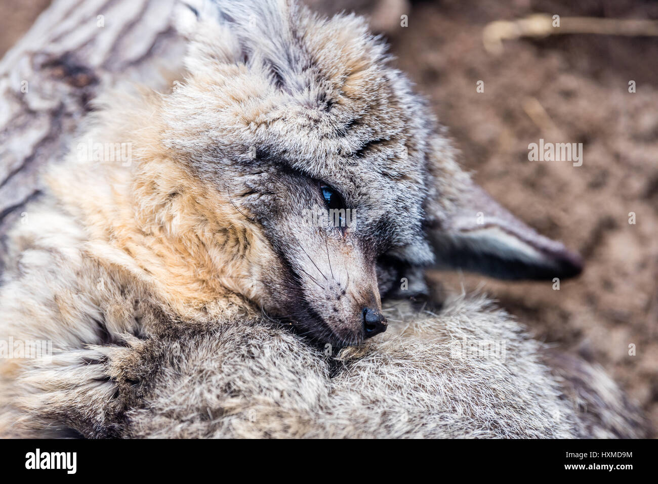 African Fox High Resolution Stock Photography and Images - Alamy