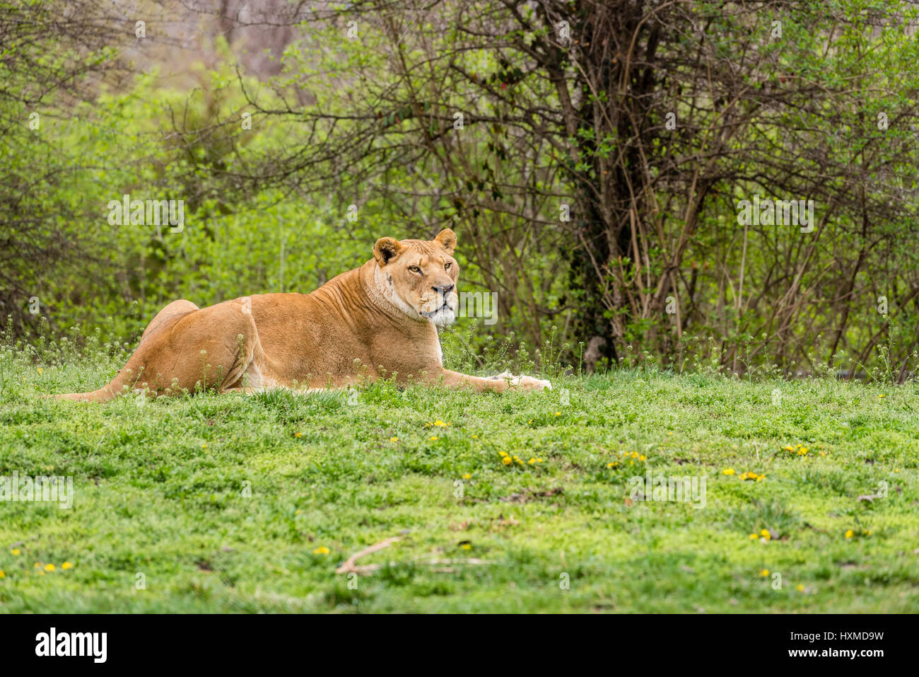 Without Mane High Resolution Stock Photography and Images - Alamy