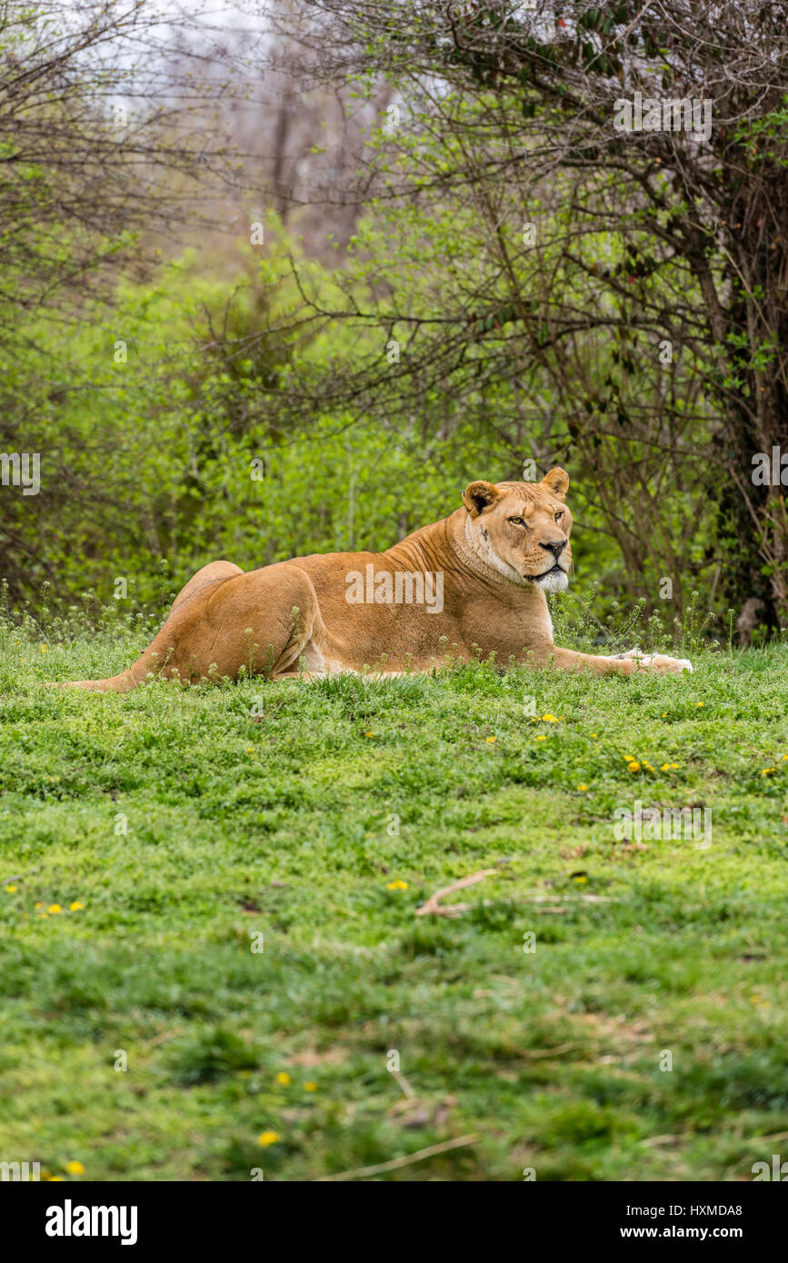 Lion Legs Stock Photos & Lion Legs Stock Images - Alamy