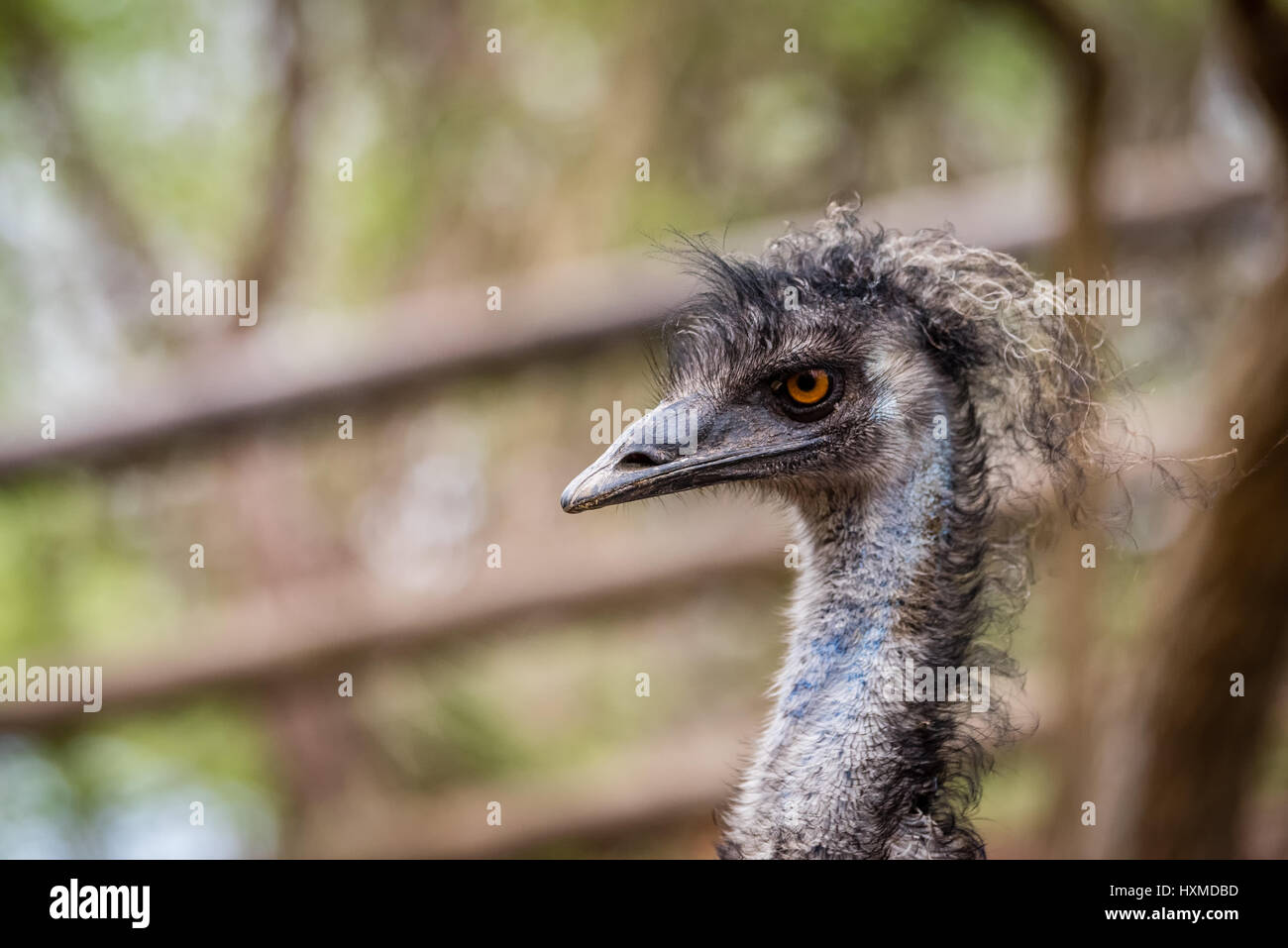 Crazy Emu Hair High Resolution Stock Photography and Images - Alamy