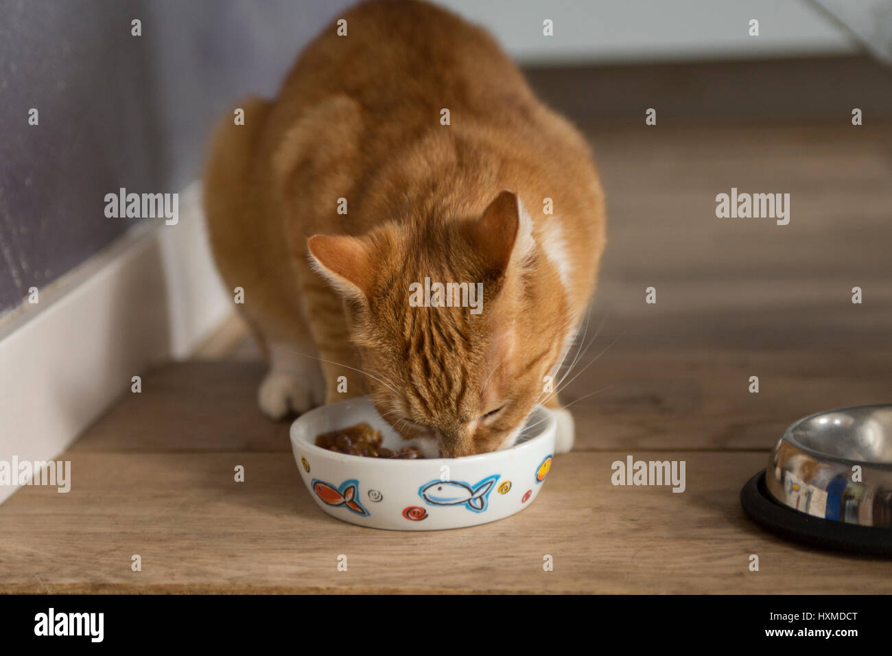 Cat meat hi-res stock photography and images - Alamy