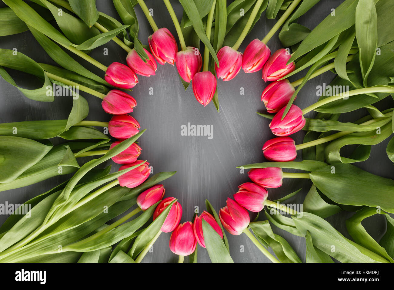 pink Fresh Spring Tulips Botanical Art Floral Background. heart Frame ...