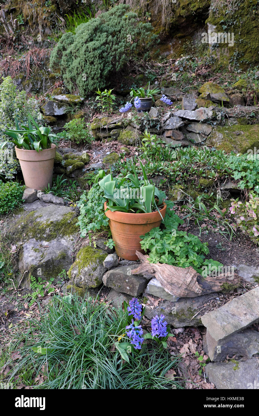 Planting geraniums bulbs hi-res stock photography and images - Alamy
