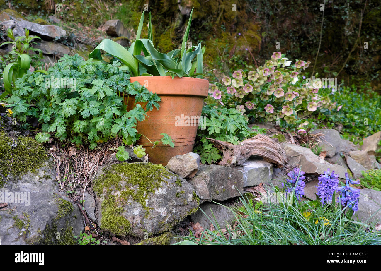 Rocks in plant pots hi-res stock photography and images - Alamy