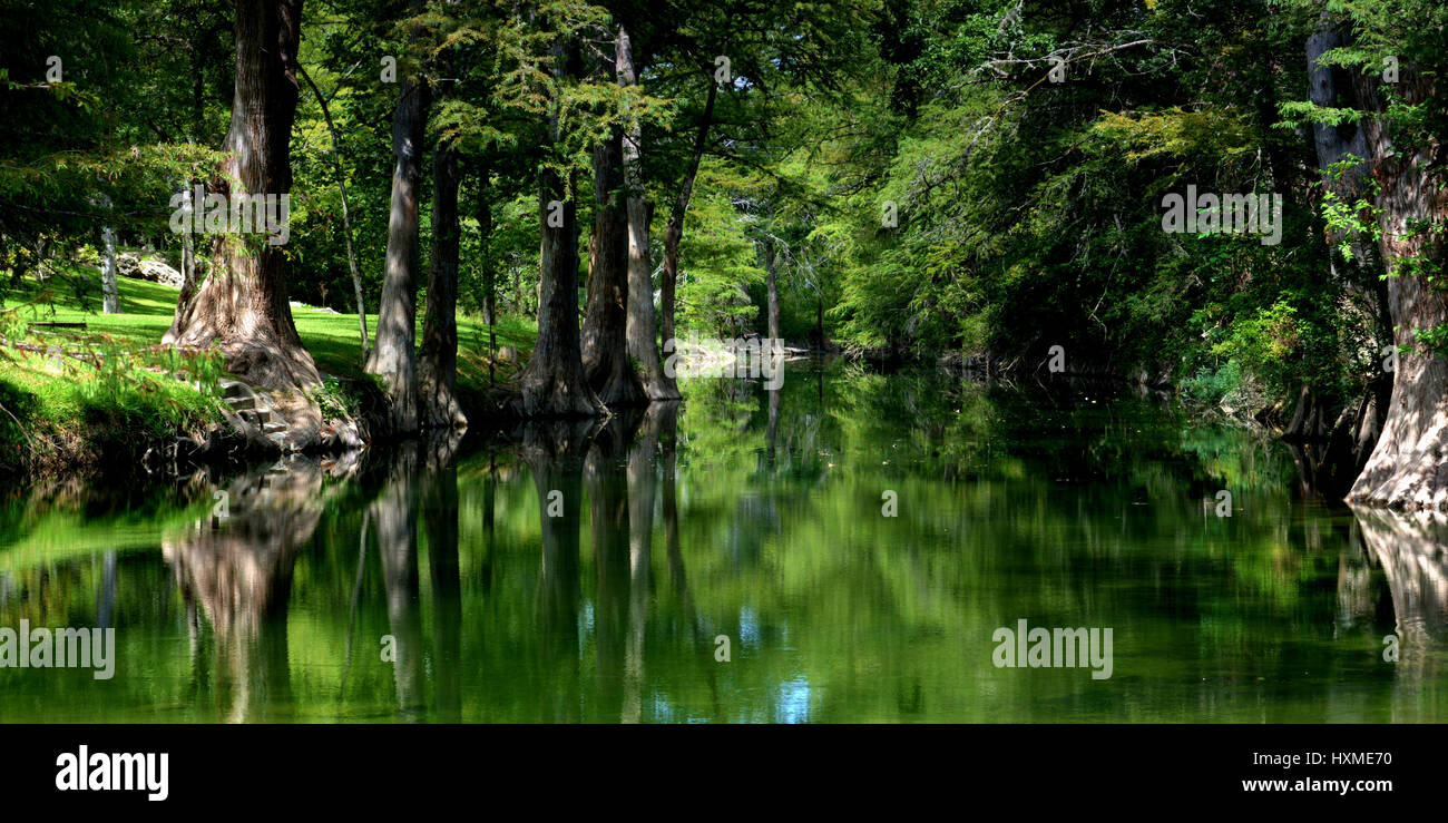 Texas Cypress Trees Stock Photo - Alamy