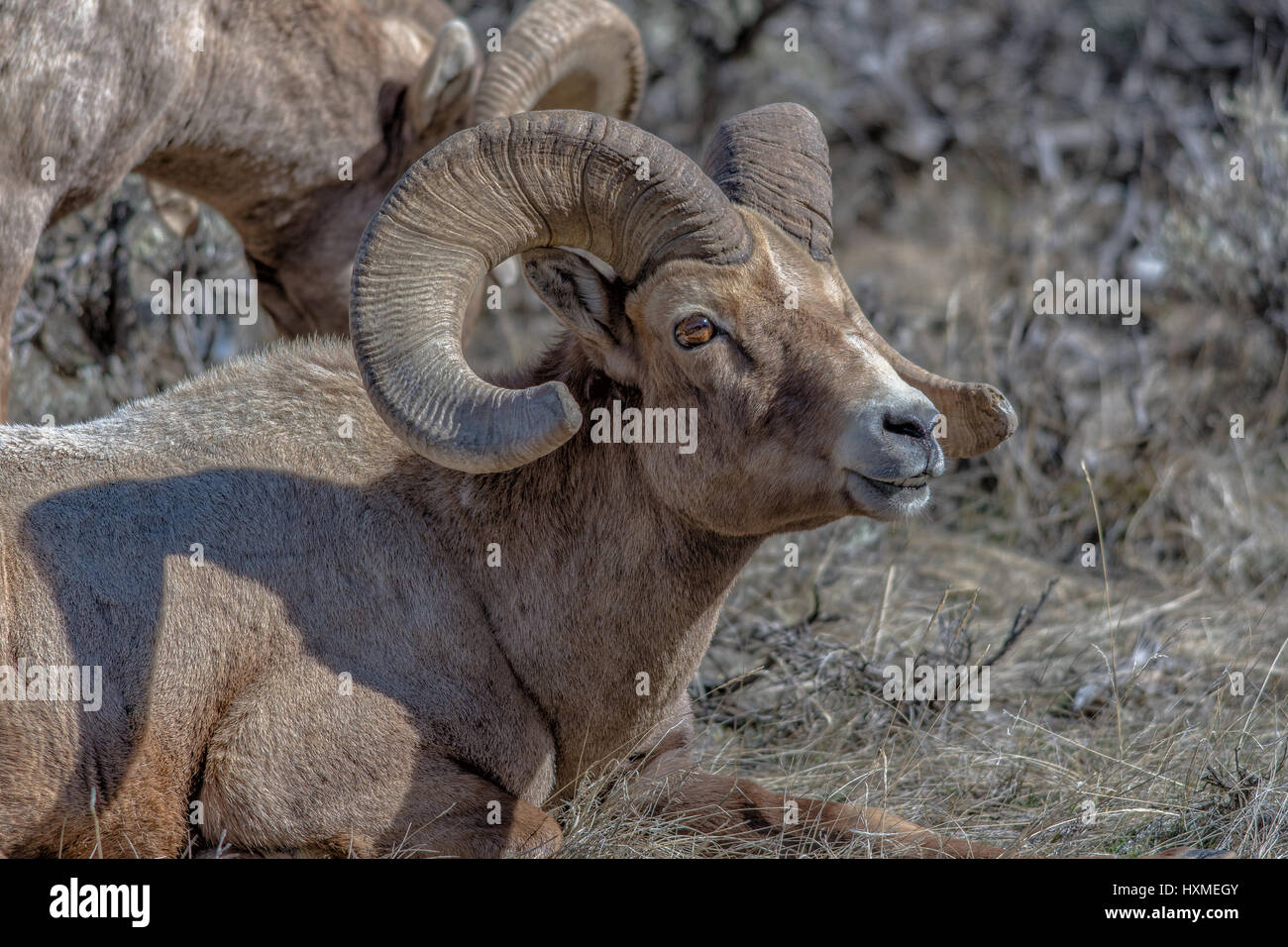 Old Man Ram Stock Photo - Alamy