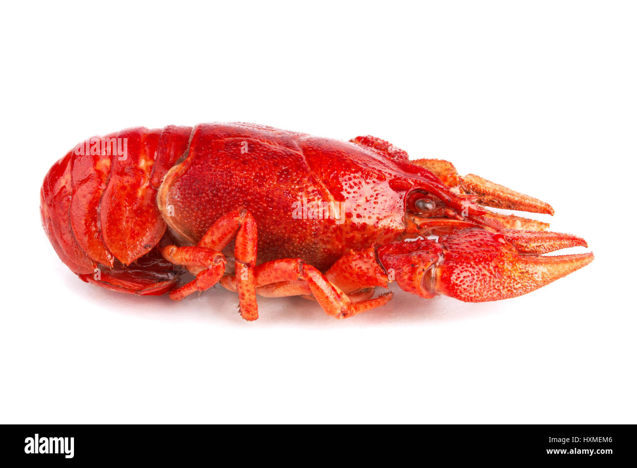 Red crayfish in front of white background Stock Photo - Alamy