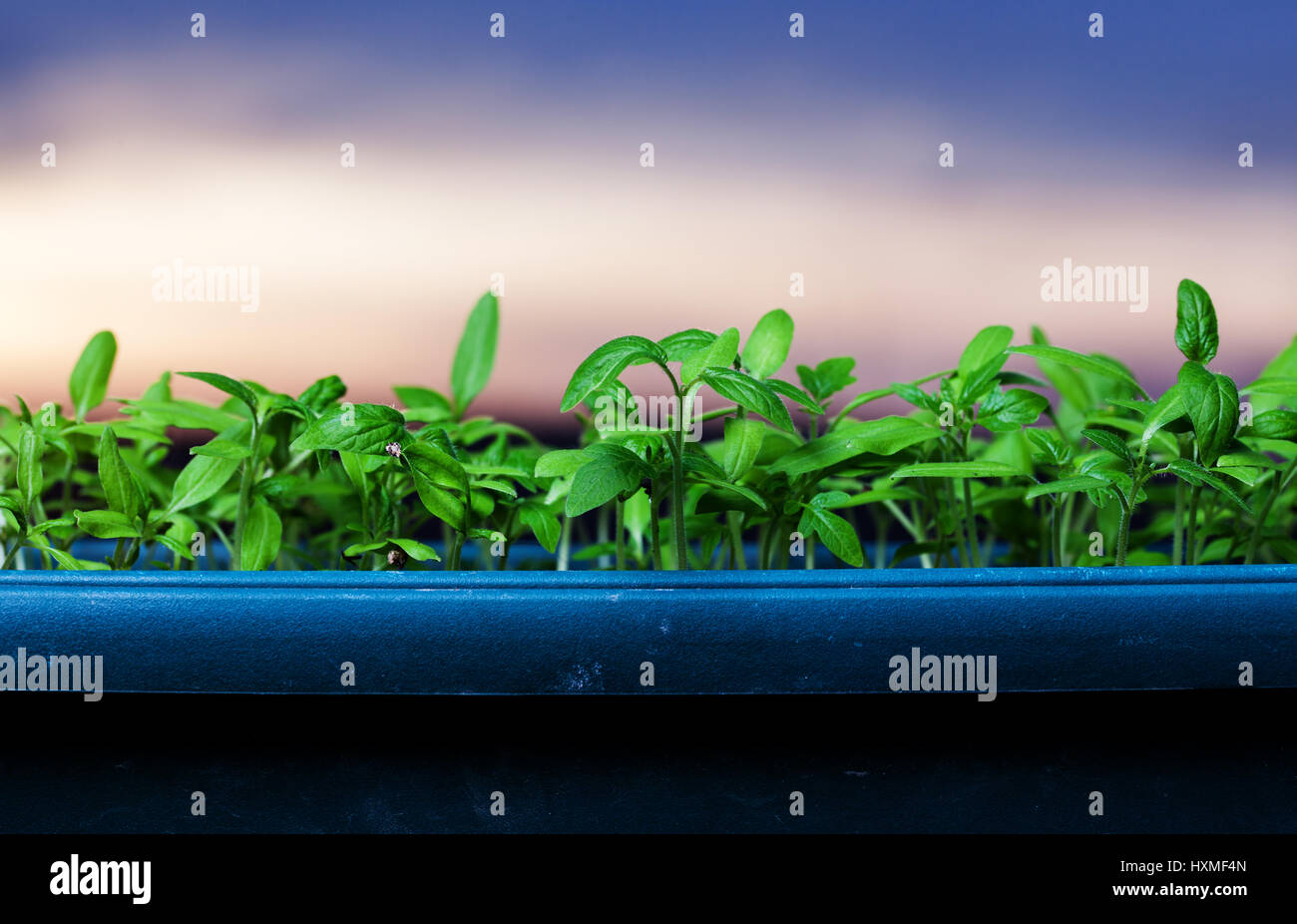 Growing Sprout - Beginning Of A New Life (plant, growing, sunlight ...