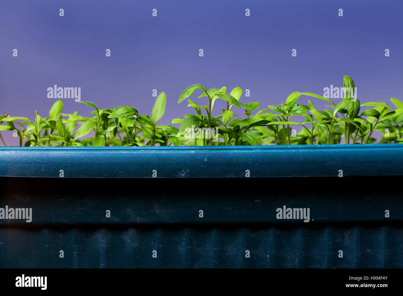 Growing Sprout - Beginning Of A New Life (plant, growing, sunlight ...
