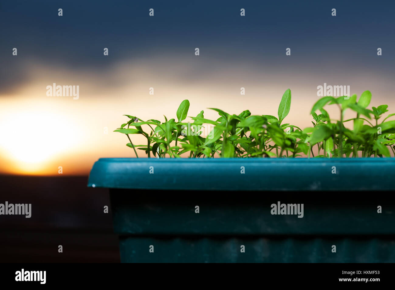 Growing Sprout - Beginning Of A New Life (plant, growing, sunlight ...