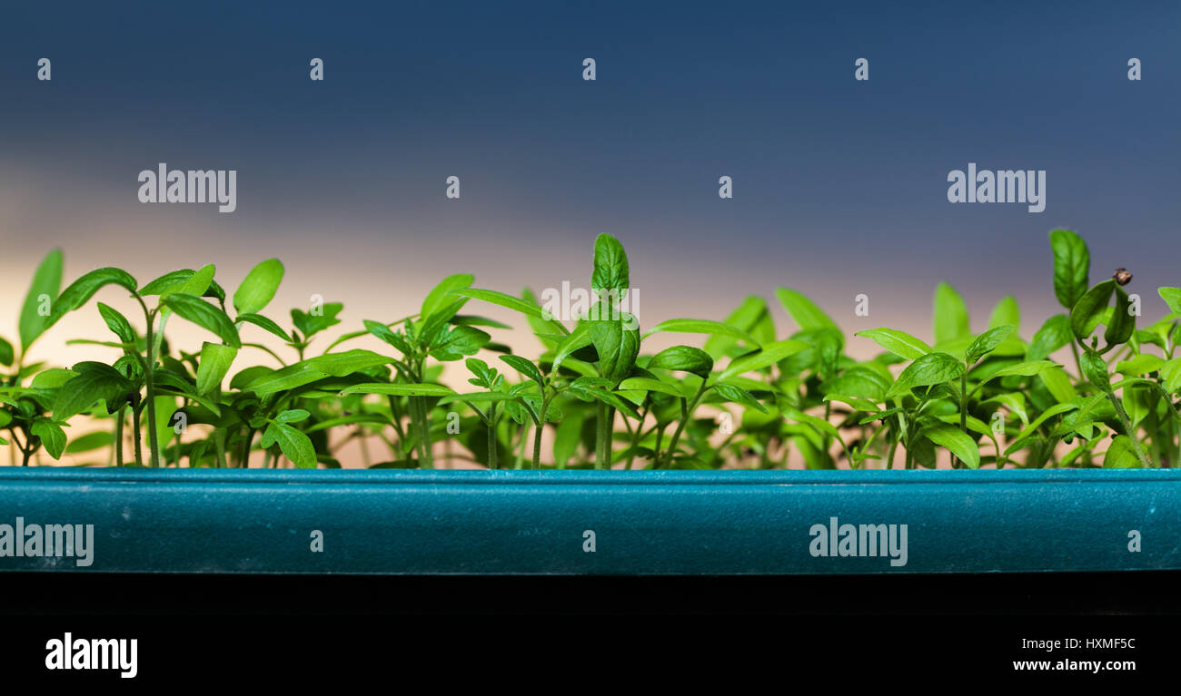 Growing Sprout - Beginning Of A New Life (plant, growing, sunlight ...