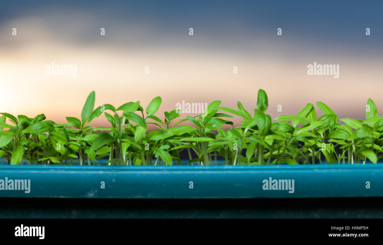 Growing Sprout - Beginning Of A New Life (plant, growing, sunlight ...
