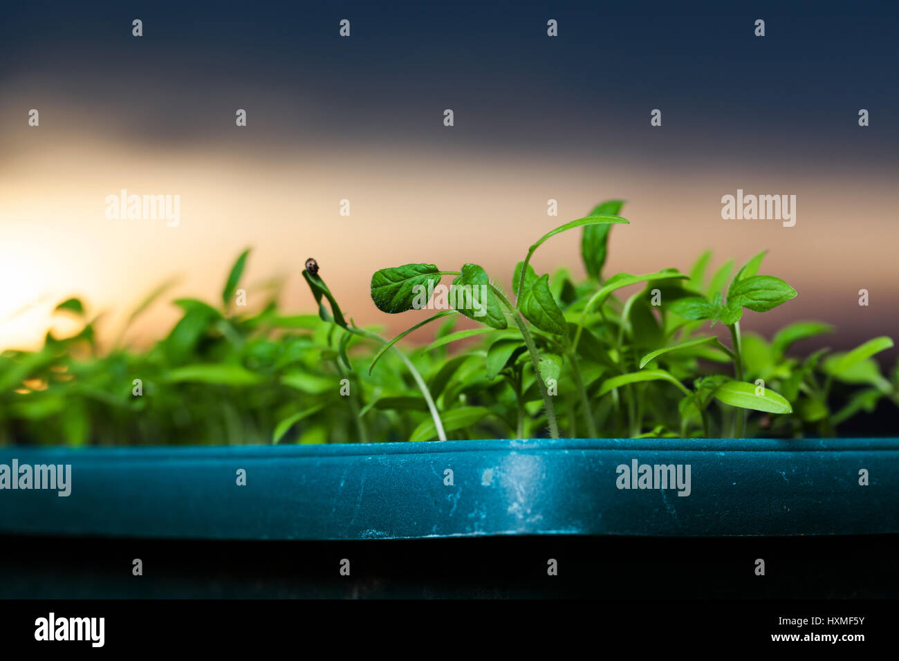 Growing Sprout - Beginning Of A New Life (plant, growing, sunlight ...