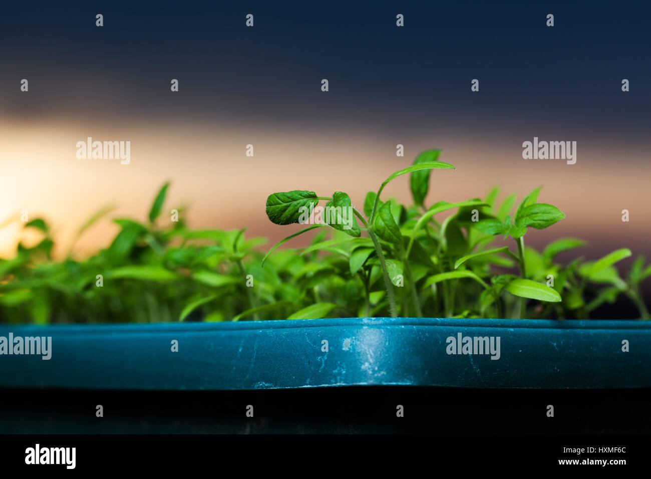 Growing Sprout - Beginning Of A New Life (plant, growing, sunlight ...