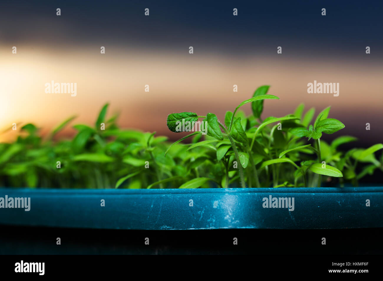 Growing Sprout - Beginning Of A New Life (plant, growing, sunlight ...