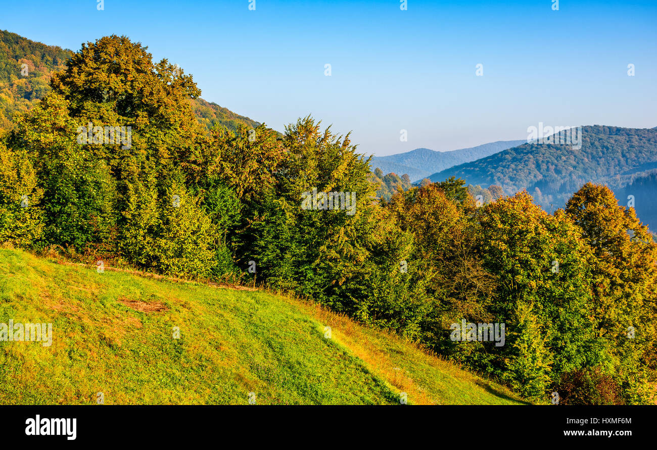 tree branches with orange foliage in forest. hillside on mountain ridge ...