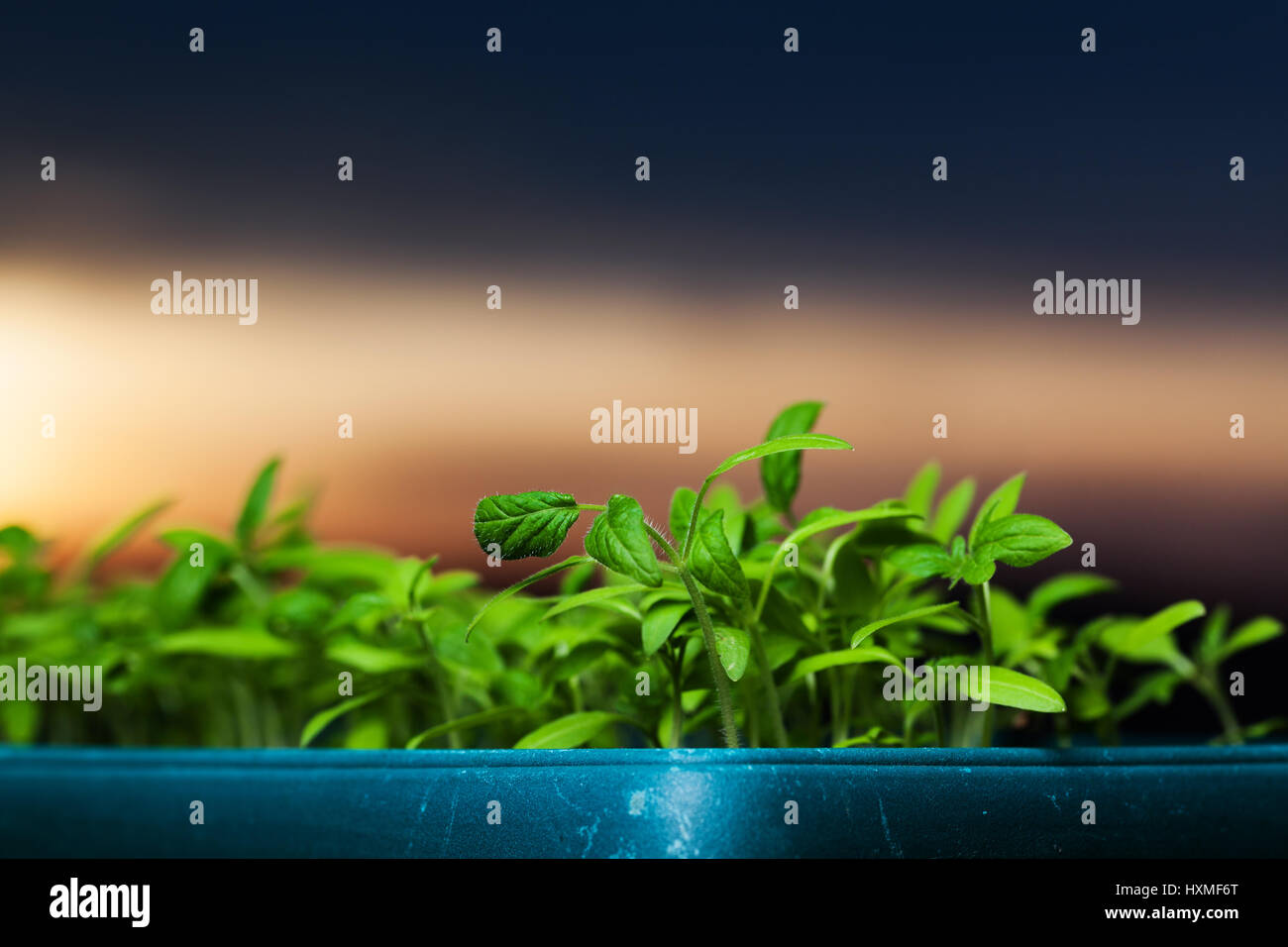 Growing Sprout - Beginning Of A New Life (plant, growing, sunlight ...