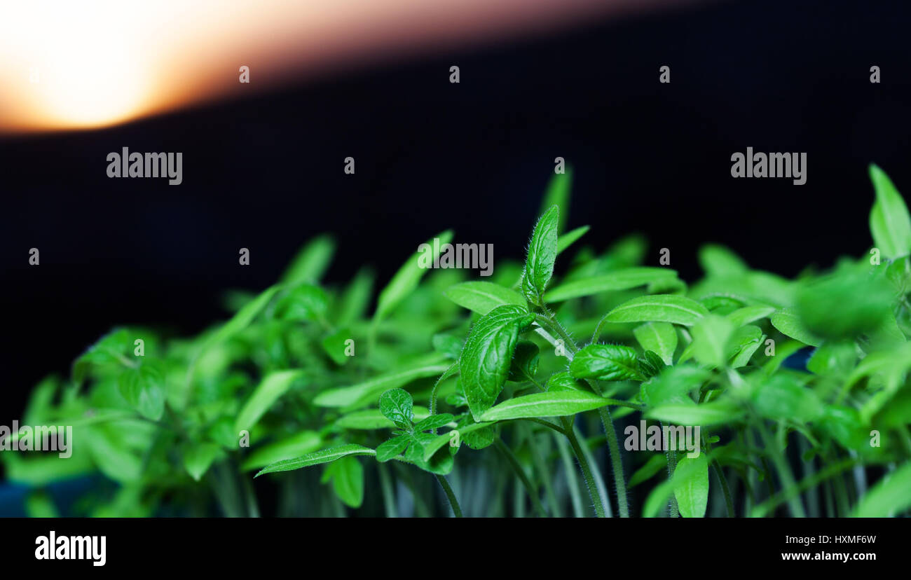 Growing Sprout - Beginning Of A New Life (plant, growing, sunlight ...