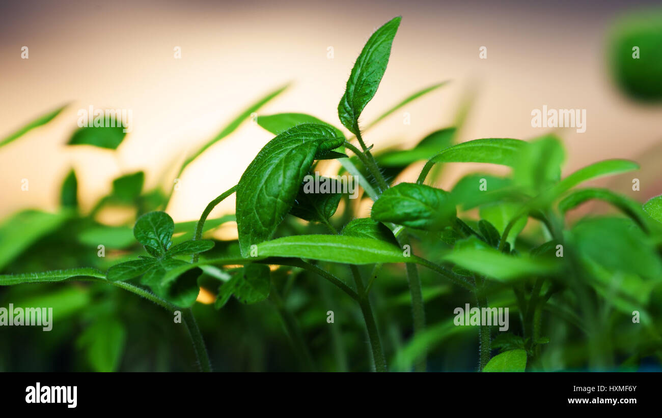 Growing Sprout - Beginning Of A New Life (plant, growing, sunlight ...