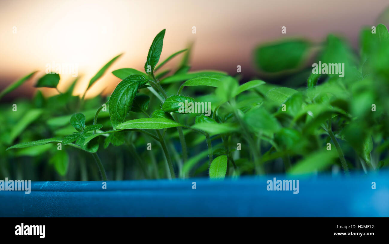 Growing Sprout - Beginning Of A New Life (plant, growing, sunlight ...