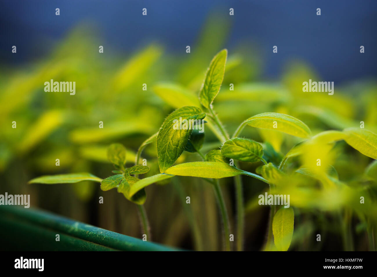 Growing Sprout - Beginning Of A New Life (plant, growing, sunlight ...
