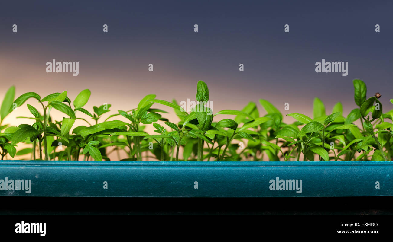 Growing Sprout - Beginning Of A New Life (plant, growing, sunlight ...